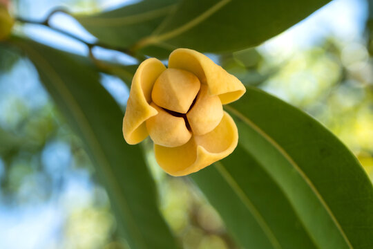 Cambodia National Flower Rumdul | Best Flower Site