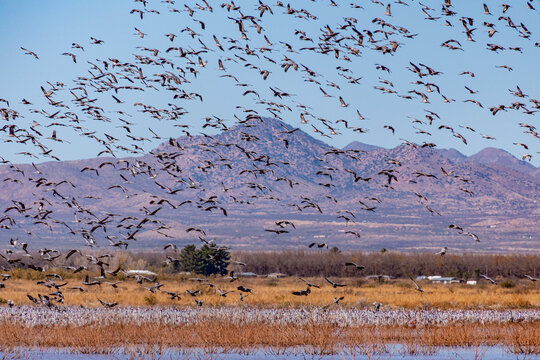 Schnacke Bilder – Durchsuchen 5,521 Archivfotos, Vektorgrafiken und ...