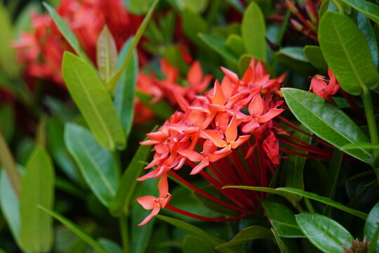 Imágenes de Viruchi: descubre bancos de fotos, ilustraciones, vectores ...