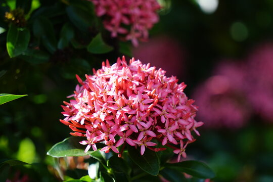 「Viruchi」の画像 - 167 件の Stock 写真、ベクターおよびビデオ | Adobe Stock