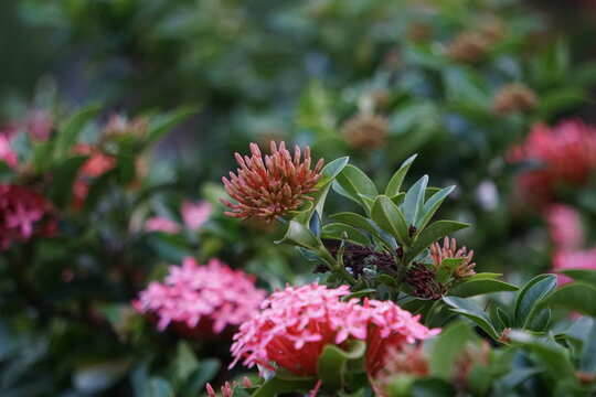 Imágenes de Viruchi: descubre bancos de fotos, ilustraciones, vectores ...