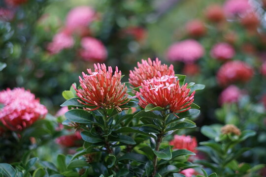 「Viruchi」の画像 - 167 件の Stock 写真、ベクターおよびビデオ | Adobe Stock