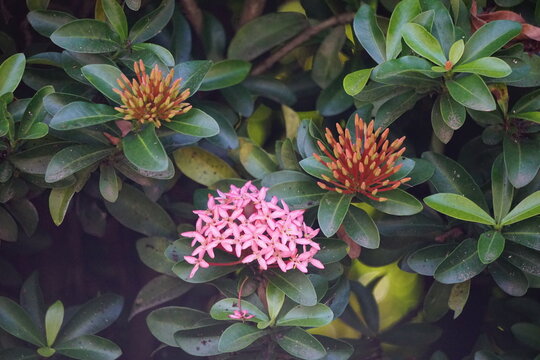 Imágenes de Viruchi: descubre bancos de fotos, ilustraciones, vectores ...