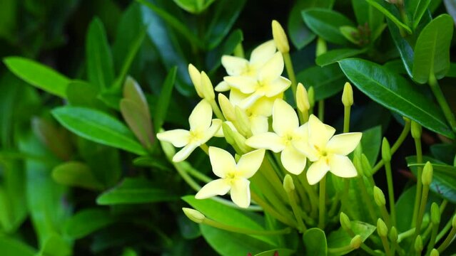 รูปภาพViruchi – เลือกดูภาพถ่ายสต็อก เวกเตอร์ และวิดีโอ191 | Adobe Stock