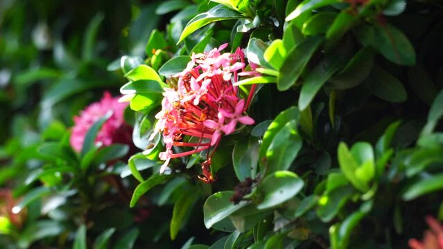 รูปภาพViruchi – เลือกดูภาพถ่ายสต็อก เวกเตอร์ และวิดีโอ191 | Adobe Stock