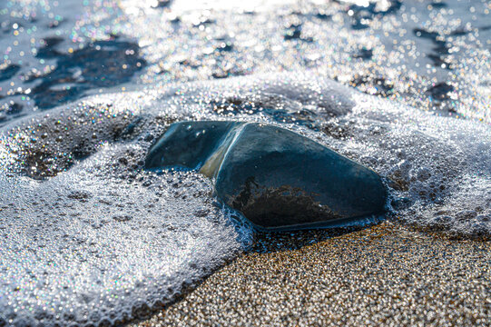 Beachcomb Images – Parcourir 2,774 le catalogue de photos, vecteurs et ...