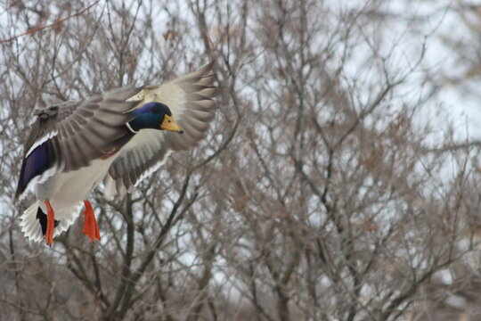 "En Vol" Images – Browse 4,141 Stock Photos, Vectors, and Video | Adobe ...