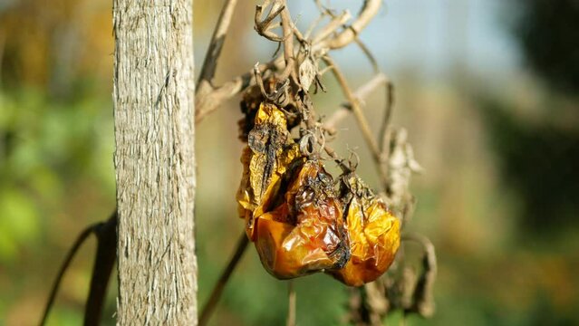 Rotten Tomato Images – Browse 4,772 Stock Photos, Vectors, and Video ...