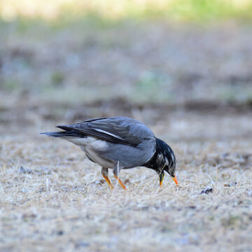 Four-Legged 影像 – 瀏覽 25,832 個素材庫相片、向量圖和影片 | Adobe Stock