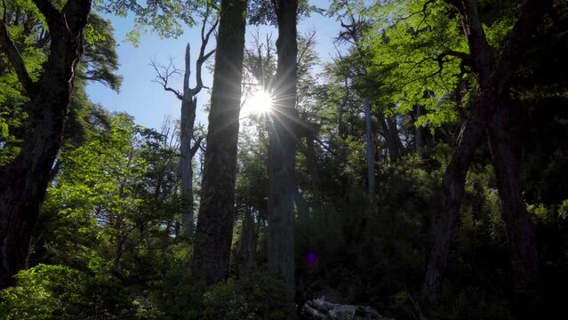 Imágenes de Coihue: descubre bancos de fotos, ilustraciones, vectores y ...