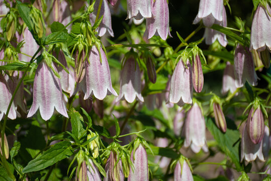 Bell-Flower Imagens – Procure 1,601 fotos, vetores e vídeos | Adobe Stock