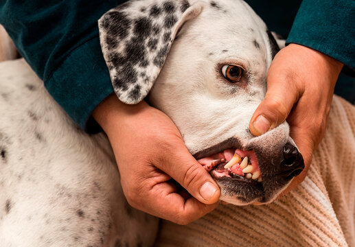 Epulis Images – Browse 43 Stock Photos, Vectors, and Video | Adobe Stock