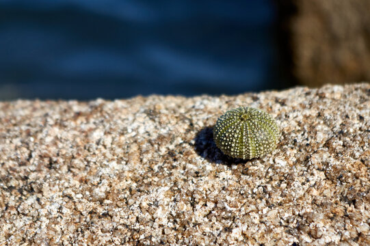 Seeigelskelett Bilder – Durchsuchen 275 Archivfotos, Vektorgrafiken und ...