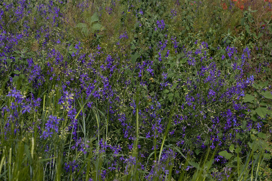 "Field Larkspur" Images – Browse 753 Stock Photos, Vectors, and Video ...