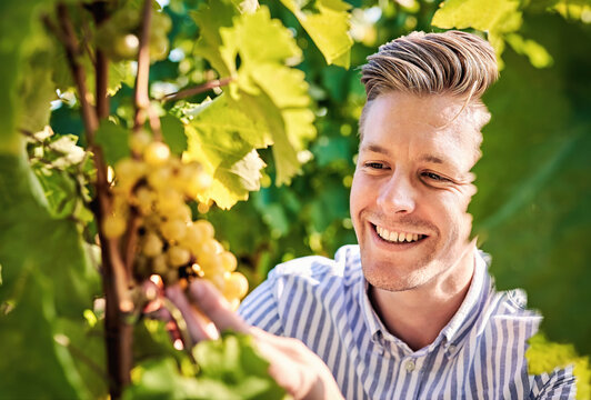 Imágenes de Vine-Growing: descubre bancos de fotos, ilustraciones ...