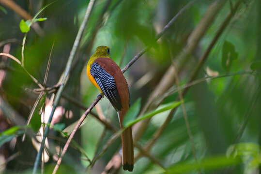 Trogan Images – Browse 19 Stock Photos, Vectors, and Video | Adobe Stock