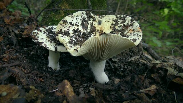 "Russula Delica" Images – Browse 113 Stock Photos, Vectors, and Video ...