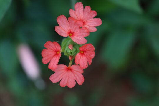 Imagens de Aboli – Explore Fotografias do Stock, Vetores e Vídeos de 21 ...