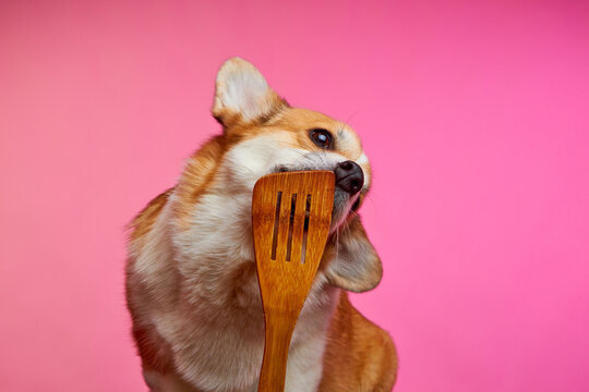 Afbeeldingen over "Licking Dog" – Blader in stockfoto's, vectoren en ...