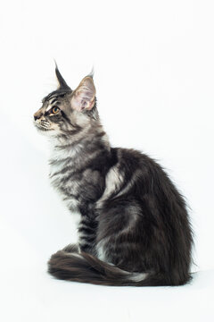 「Mei-Kun」の写真素材 | 71件の無料イラスト画像 | Adobe Stock