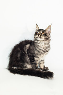 Mei-Kun Bilder – Durchsuchen 72 Archivfotos, Vektorgrafiken und Videos ...