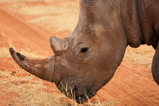 รูปภาพRino – เลือกดูภาพถ่ายสต็อก เวกเตอร์ และวิดีโอ2,778 | Adobe Stock