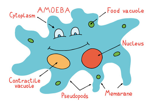 Pseudopods Images – Browse 1,529 Stock Photos, Vectors, and Video ...