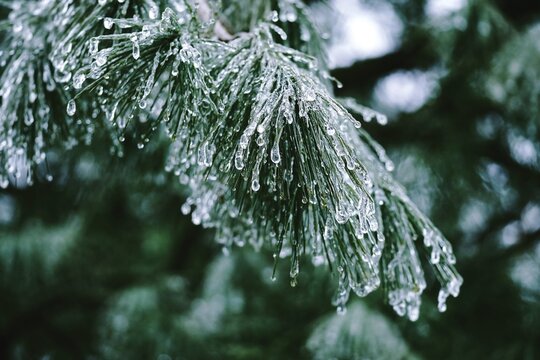 Ice Rain Wallpaper
