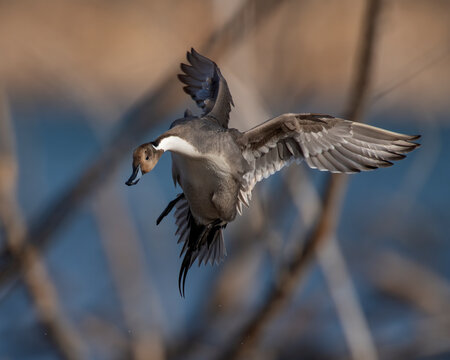 Pintail Duck Landing