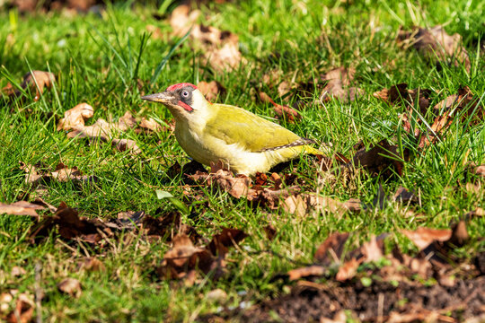 รูปภาพErdspecht – เลือกดูภาพถ่ายสต็อก เวกเตอร์ และวิดีโอ155 | Adobe Stock