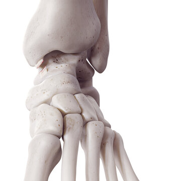 「Tibiotalar」の写真素材 | 12件の無料イラスト画像 | Adobe Stock