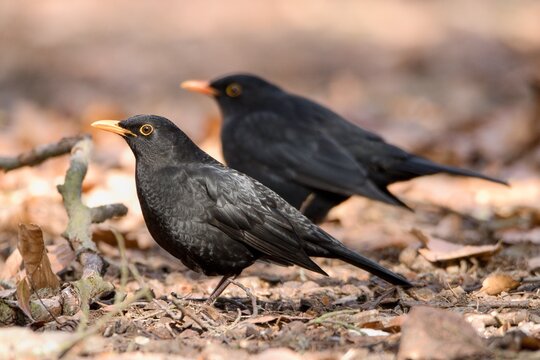 Ouzel Images – Browse 103,433 Stock Photos, Vectors, and Video | Adobe ...