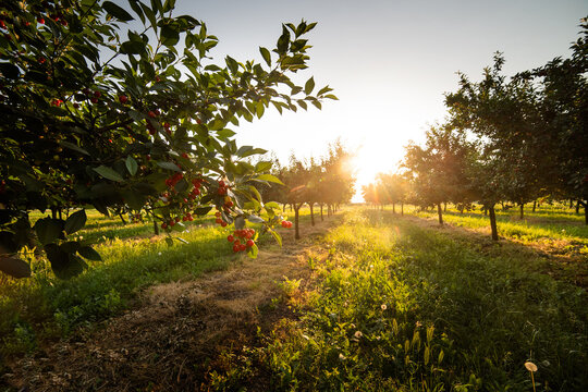 Plantations Images – Browse 1,796,905 Stock Photos, Vectors, and Video ...