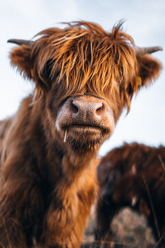 Kuh-Fell Bilder – Durchsuchen 89,368 Archivfotos, Vektorgrafiken und ...