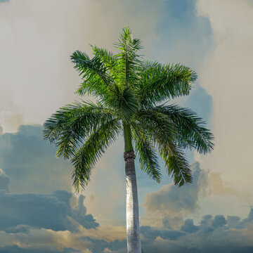 รูปภาพPalmiche – เลือกดูภาพถ่ายสต็อก เวกเตอร์ และวิดีโอ1,934 | Adobe Stock