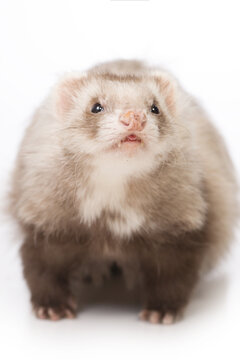Angora Ferret
