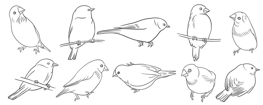 Woodpecker Finch Drawing