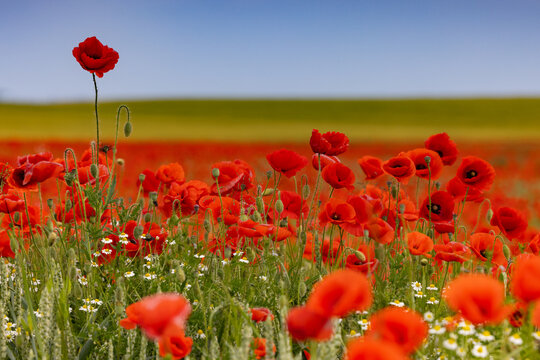 "Remembrance Poppy" Images – Browse 8,634 Stock Photos, Vectors, and ...