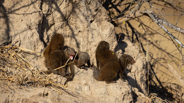 Erdhaufen Bilder – Durchsuchen 653 Archivfotos, Vektorgrafiken und ...