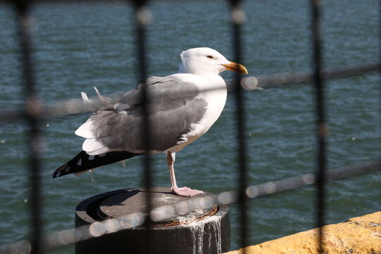 Goelan Images – Browse 40 Stock Photos, Vectors, and Video | Adobe Stock