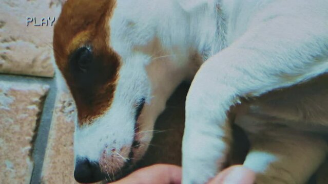 Jack-Russell Bilder – Durchsuchen 183 Archivfotos, Vektorgrafiken und ...