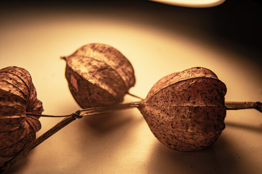 Judenkirsche Bilder – Durchsuchen 38,950 Archivfotos, Vektorgrafiken ...