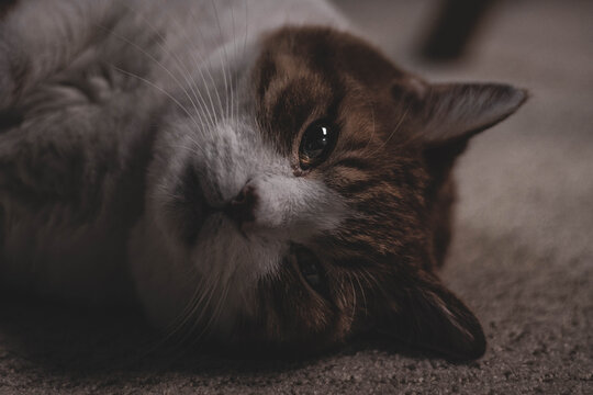 「Felid」の画像 - 1,406,276 件の Stock 写真、ベクターおよびビデオ | Adobe Stock