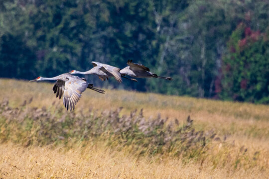 Schnacke Bilder – Durchsuchen 6,288 Archivfotos, Vektorgrafiken und ...