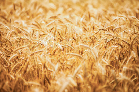 Preiskleber Bilder – Durchsuchen 13,245 Archivfotos, Vektorgrafiken und ...