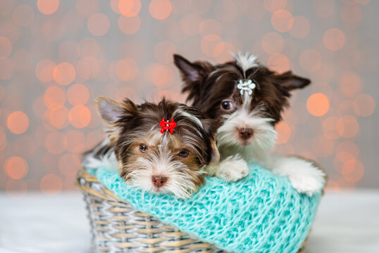 "Beaver Yorkshire Terrier" Images – Browse 193 Stock Photos, Vectors ...