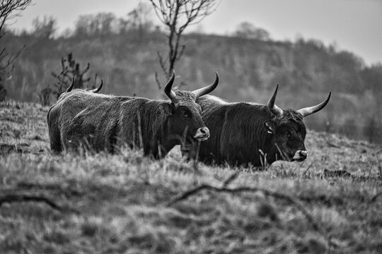 Kuh-Fell Bilder – Durchsuchen 89,368 Archivfotos, Vektorgrafiken und ...