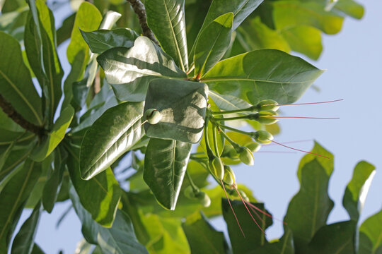 "Fish Poison Tree" Images – Browse 845 Stock Photos, Vectors, and Video ...