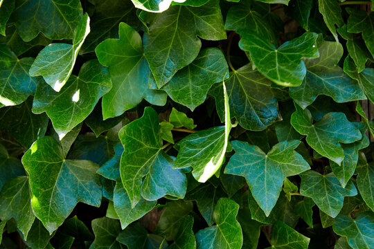 Efeuranken bilder – Bläddra bland 305 stockfoton, vektorer och videor ...