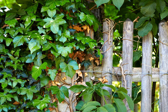 Imagens de Efeuranken – Explore Fotografias do Stock, Vetores e Vídeos ...